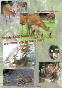 Four Seasons in Nara summer #1 | なら・観光ボランティアガイドの会「朱雀」